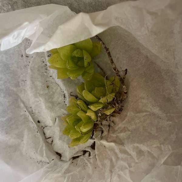 Rare Succulents - Haworthia Golden Obtusa Mini, Live Plant - Etsy