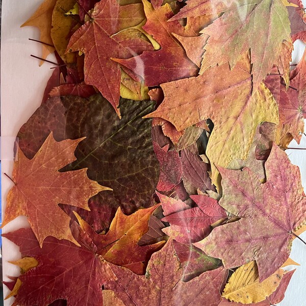 Real Autumn Leaves, 50+, Pressed Fall Decor, Dried Leaves, Economical ...