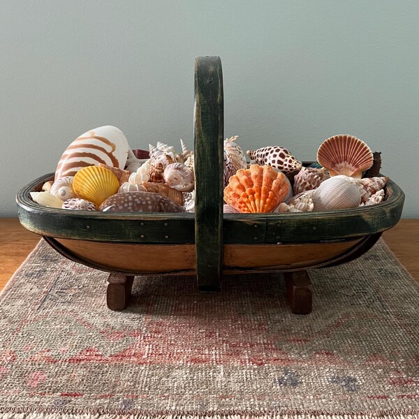 Large Specimen Grade 63.1mm CONUS Regius Royal, Crown Cone SEASHELL JB ...