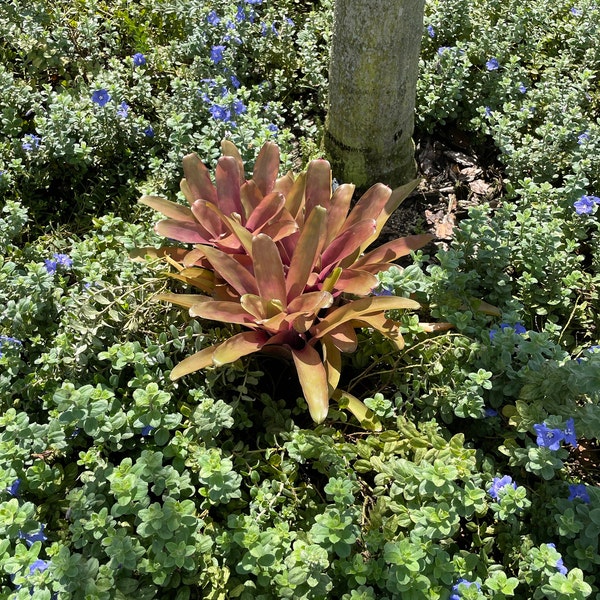 BROMELIAD 2 X Neoregelia SUPER FIREBALL Offset - Vivarium Favorite - Etsy