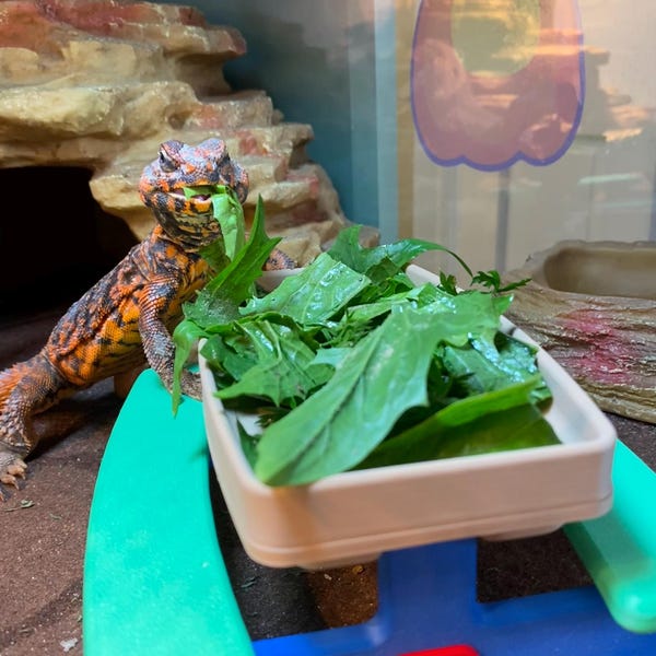 Kiddie Pool Remake 3D Printed Reptile/small Pet Soak Bowl/sandbox Etc 3 ...