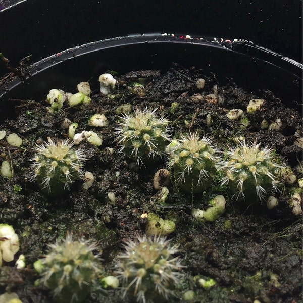 Oenothera Fruticosa Golden Sundrops Primrose Yellow Perennial 20 Seeds ...