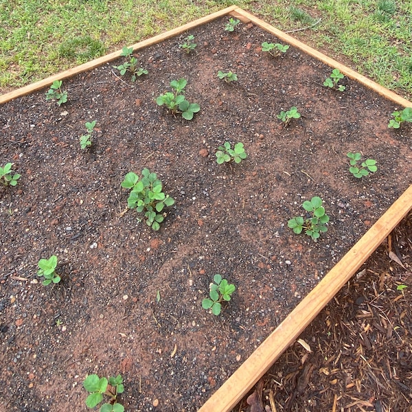 2 Raspberry Plants Joan J - Completely Thornless, Everbearing, High ...