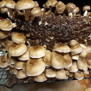 Shiitake Mushroom Growing Kit FREE SHIPPING - Etsy