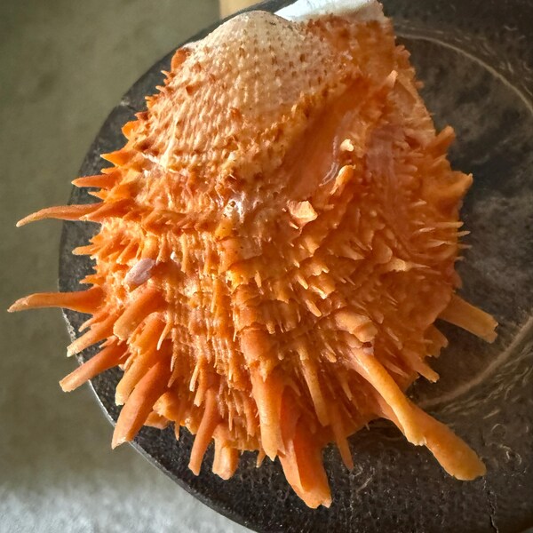 Arrowhead Sand Dollar Shell Extra Large Encope Michelini (1 Shell ...