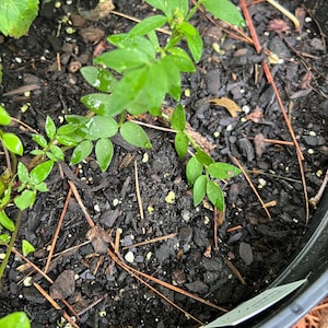 Prairie Ninebark (physocarpus Opulifolius) Starter Shrub - Etsy