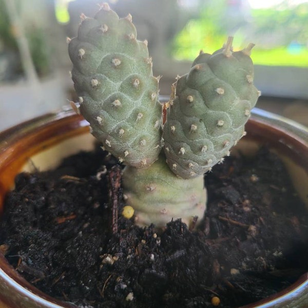 Rare Pine Cone Cactus Opuntia Articulata Inermis - Etsy