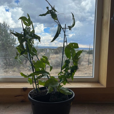 Canna Patens Indica Red and Gold Indian Shot 5 Seeds - Etsy