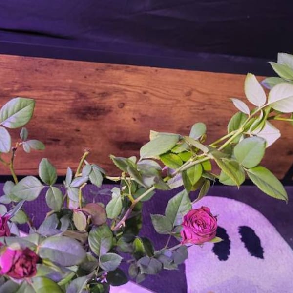 Rare Clematis enku円空 9P Liveplant Popular Japanese Clematis 圓空 Double ...