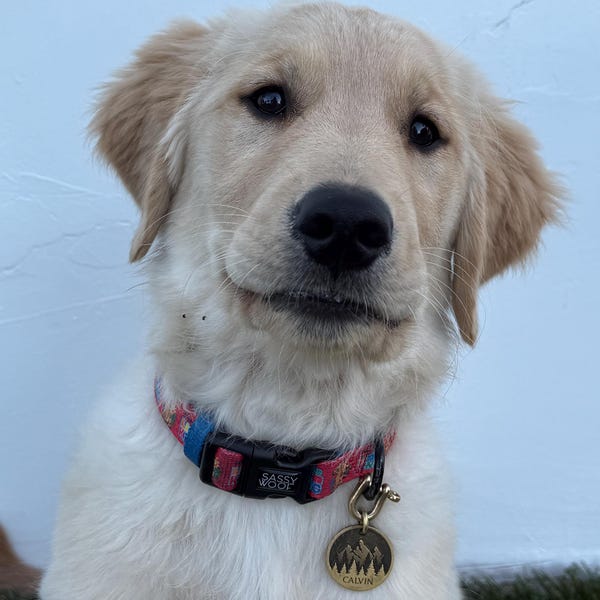 Brass Dog Tag, Personalized Brass Pet ID Tag, Custom Cat Tag, Unique ...
