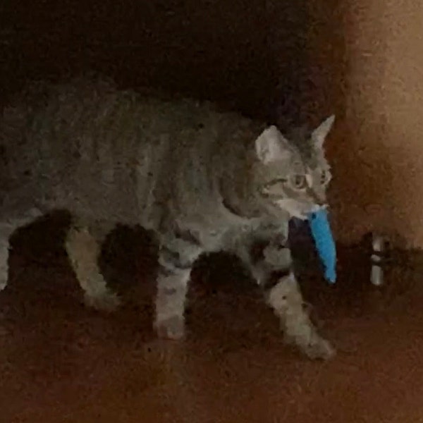 Salty Sardine | Crochet Cat Toy | Crochet Pattern | Easy | Beginner ...