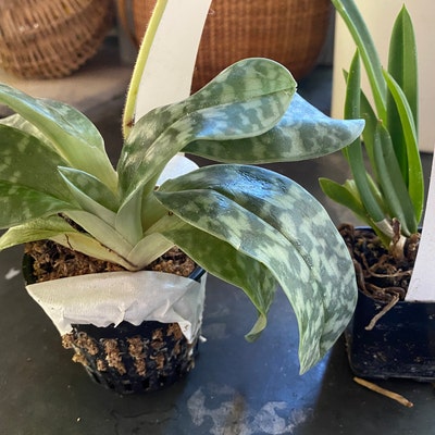 Bc. Yellow Bird B. Nodosa X Bc. Richard Mueller EASY GROWER BLOOMING ...