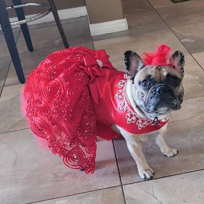 Star Spangled Girl Dog Harness Dress Xxsmall to 4xlarge Dog - Etsy