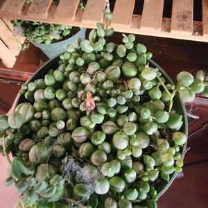 Peperomia ruby Cascade Trailing Succulent Indoor Plant - Etsy