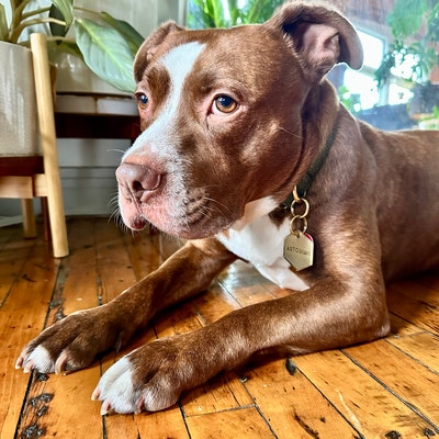 Dog Tag for Dogs, Pet ID Tag, Dog Tag Personalized, Mountain Trees Dog ...