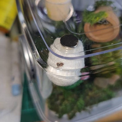 Mini Beach Scene in Clam Shell Mini Ocean Scene Sea Turtle - Etsy