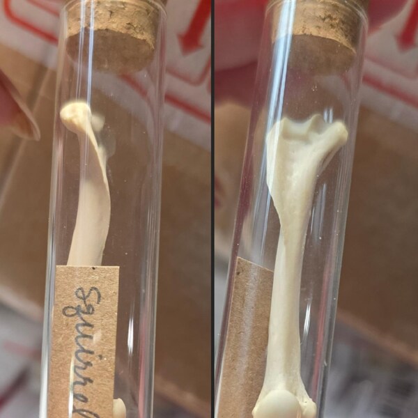 Real Moose Pellet in Glass Vial, Moose Poop, Animal Dung, Weird Gift ...