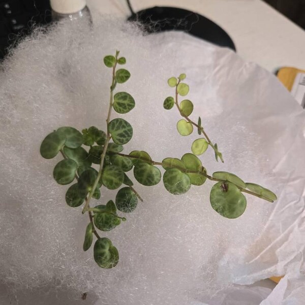 String of Turtles Cuttings, Peperomia Prostrata, Succulent Cuttings, Live Plant Cuttings - Etsy