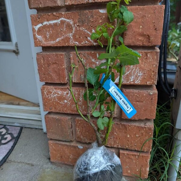 Rare Rosa【fancy Ruffle|ファンシー ラッフル 】-1gal+ Wave Bloom| Ownroot ...