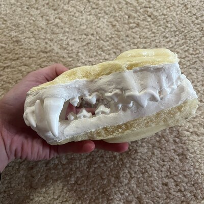 Large Leopard Jaws Teeth Replica - Etsy