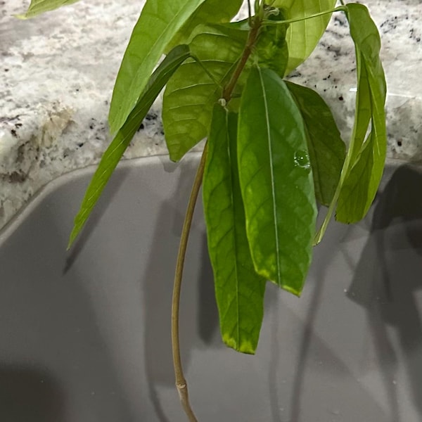 FORASTERO Theobroma Cacao Cocoa Chocolate Fruit Tropical Tree Potted ...