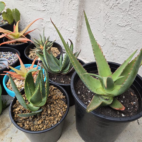 3g Aloe Excelsa,rarely Seen in Cultivation.seed Grown From South ...