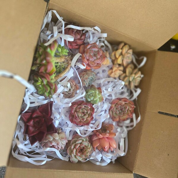 Random Mix DIY Rare Succulent Plants Live Pink Red Orange Green, 0.5-2 ...