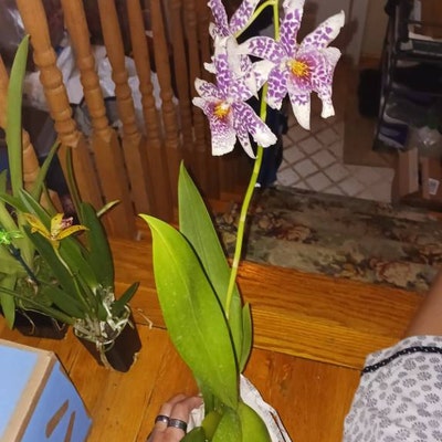 Rlc.. Sung Ya Green 'mailman' 2.5 Pot - Etsy