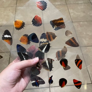 Real Hamadryas Amphinome red Cracker Butterfly - Etsy