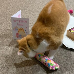 Personalised Cat Birthday Gift Box Gotcha Day Presents Pet - Etsy