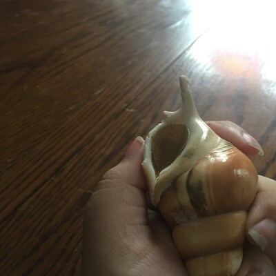 The Magic Conch Mini Size Caramel by Shellpipe free Pipe & Screens W ...