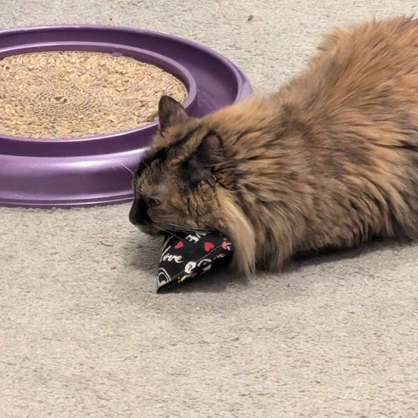 Cat Scent Enrichment Kit 13 Herbs Improve Wellbeing Cat Toy Cat Gift ...