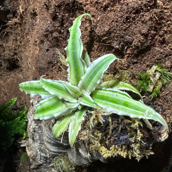 CRYPTANTHUS EARTH STAR | Bromeliad Plant 5.5cm Pot | Perfect House ...