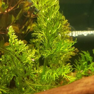 BUY 2 GET 1 FREE Mermaid Weed-Proserpinaca Palustris Easy Live | Etsy