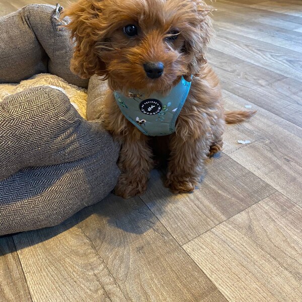 Cute as Can Bee Dog Harness - Etsy