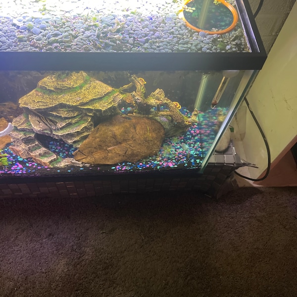 Large Natural Cuttlebone Cuttlefish Bone Bird, Reptile, Turtle Food ...