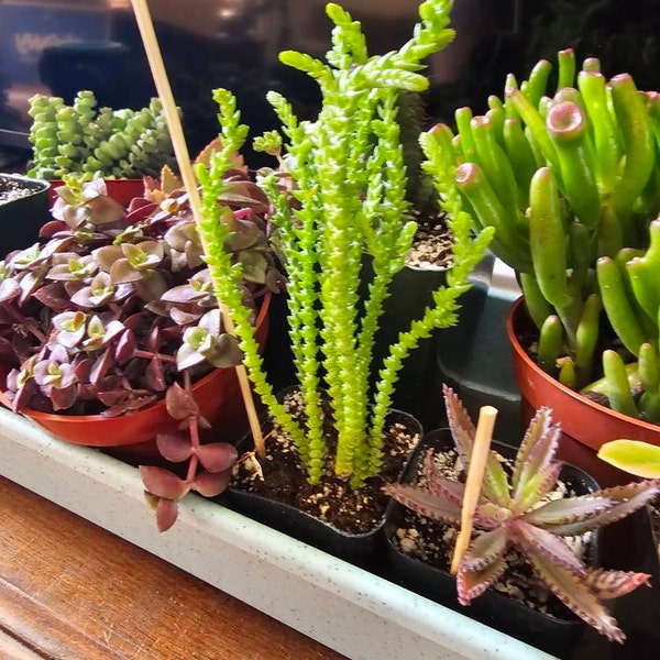 Giant Watch Chain, Princess Pine, Live Potted Succulent in 2" Pot - Etsy