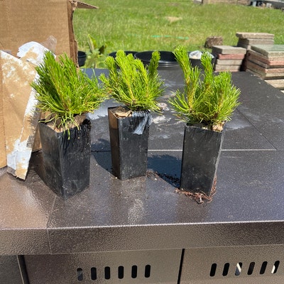 Chaenomeles Speciosa spitfire Flowering Quince Flowering Shrubs/plants ...