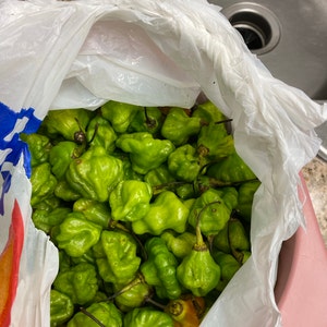 Aji Cachucha Cachucha Pepper Sweet Pepper Sweet Aji. Pinton - Etsy