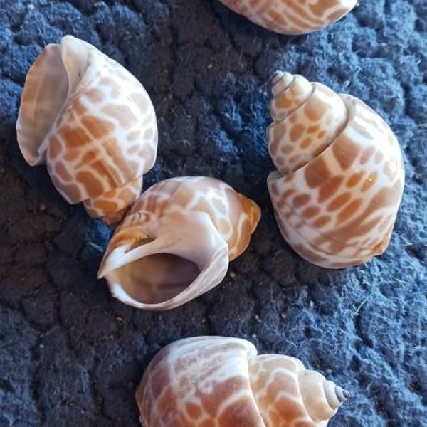 Astraea Calcar Shells, Spurred Turban Shells 1/2 1 10 Pieces - Etsy