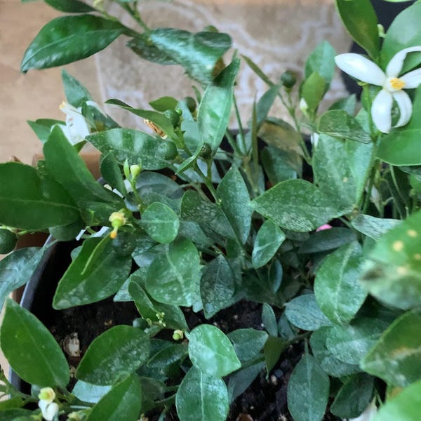 Butterfly Ginger (dolon Chapa) Flower Plant - Etsy