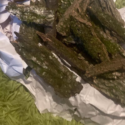 Spoon Leaved Moss Bryoandersonia Illecebra Live Terrarium Moss - Etsy