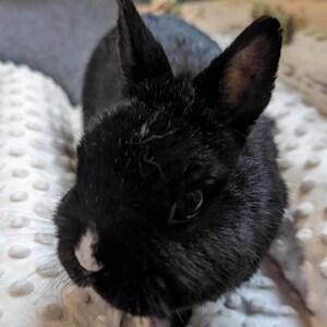 Digital Download Plans for Luxury Bunny Cubby Free Roam Rabbit Cat Home ...