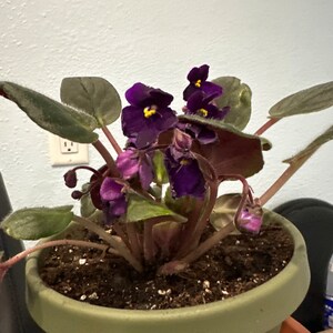 6 ZZ Plant Zamioculcas Zamiifolia Zee Zee Plant Aroid Palm - Etsy