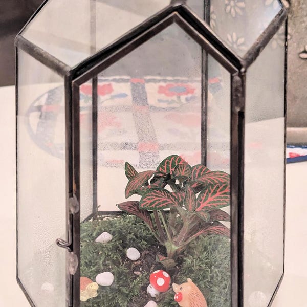 Complete Closed Terrarium Kit With Live Plants and Live Moss, Bioactive ...