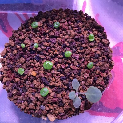 Lithops Aucampiae 'jackson's Jade' C395, 10 Seeds - Etsy