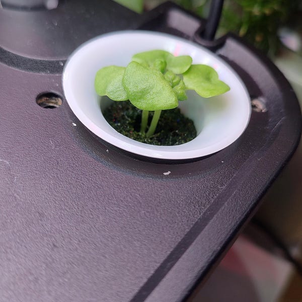 Valentino Basil Seeds - Etsy