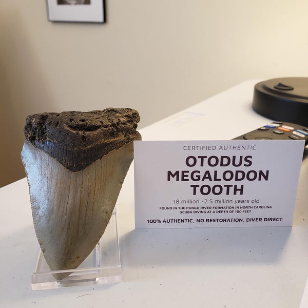 Megalodon Tooth - 4.5 Inches. Real Fossil Megalodon Shark Tooth ...