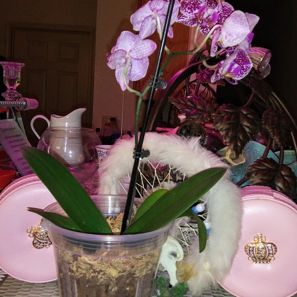 Rlc. Sung Ya Green 'mailman' 2.5 Pot - Etsy