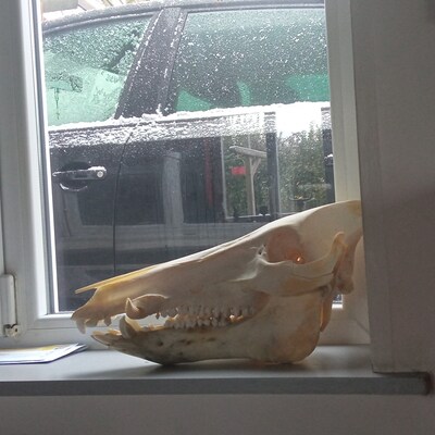 Real Giant European Wild Boar Skin Hooves Hide Pelt Area Rug Hide ...